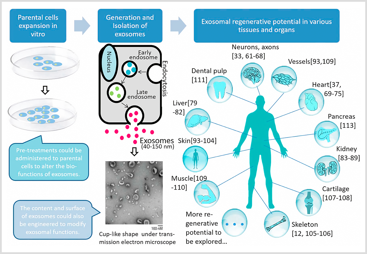 (주)셀코 | Exsome